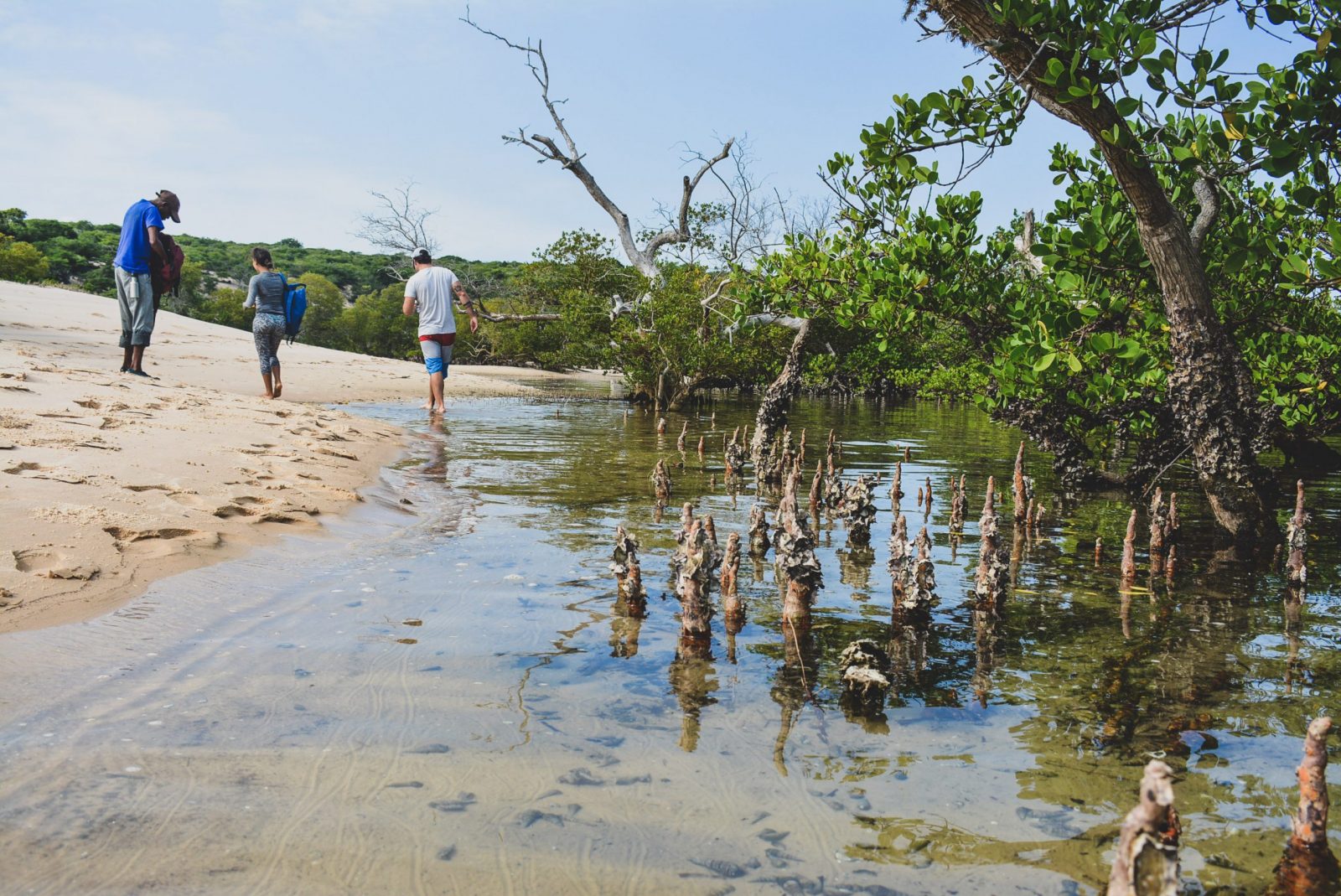 World Mangrove Day: The Value of Mangroves for Marine Life, Coastal ...