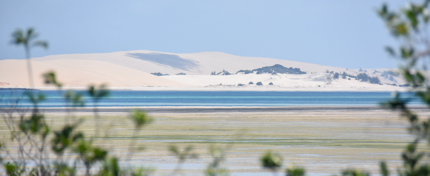 Blue Carbon: The Essential Role of Seagrass Beds and Mangroves in the ...